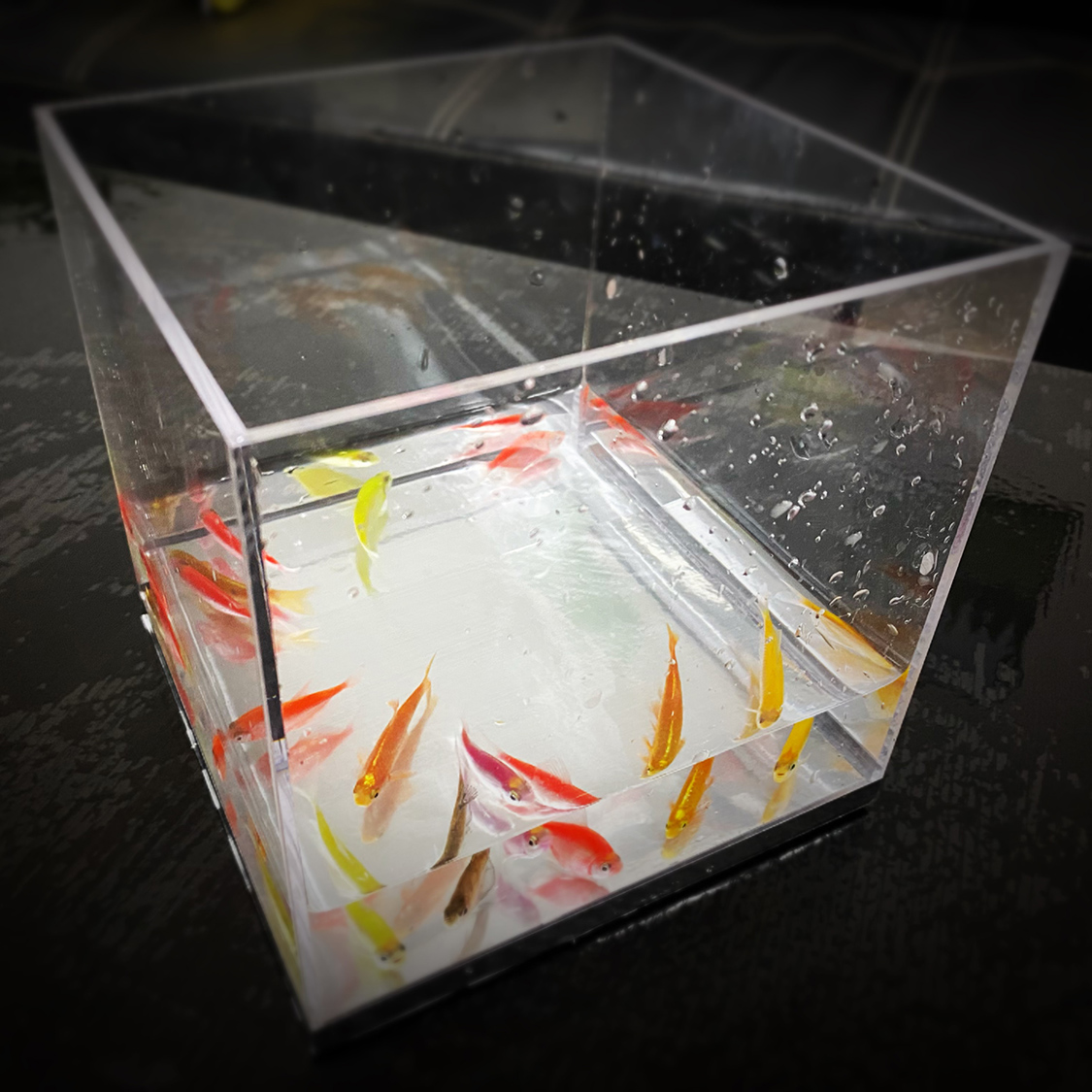 Mystic Aquarium by J.C Magic - Magic Trick China Magic Shop